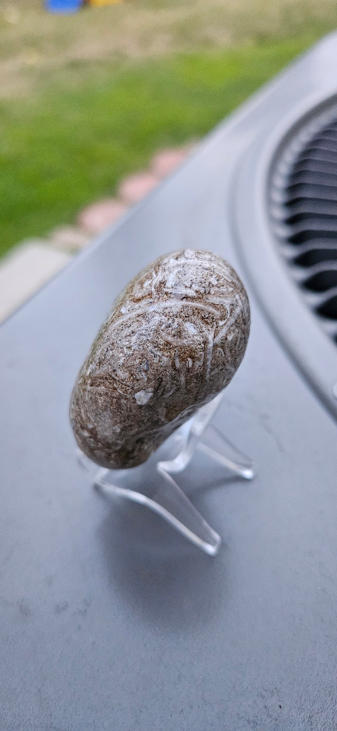 Plankton Fossil, Plankton, and Micro Species of the Ocean Fossilized ...