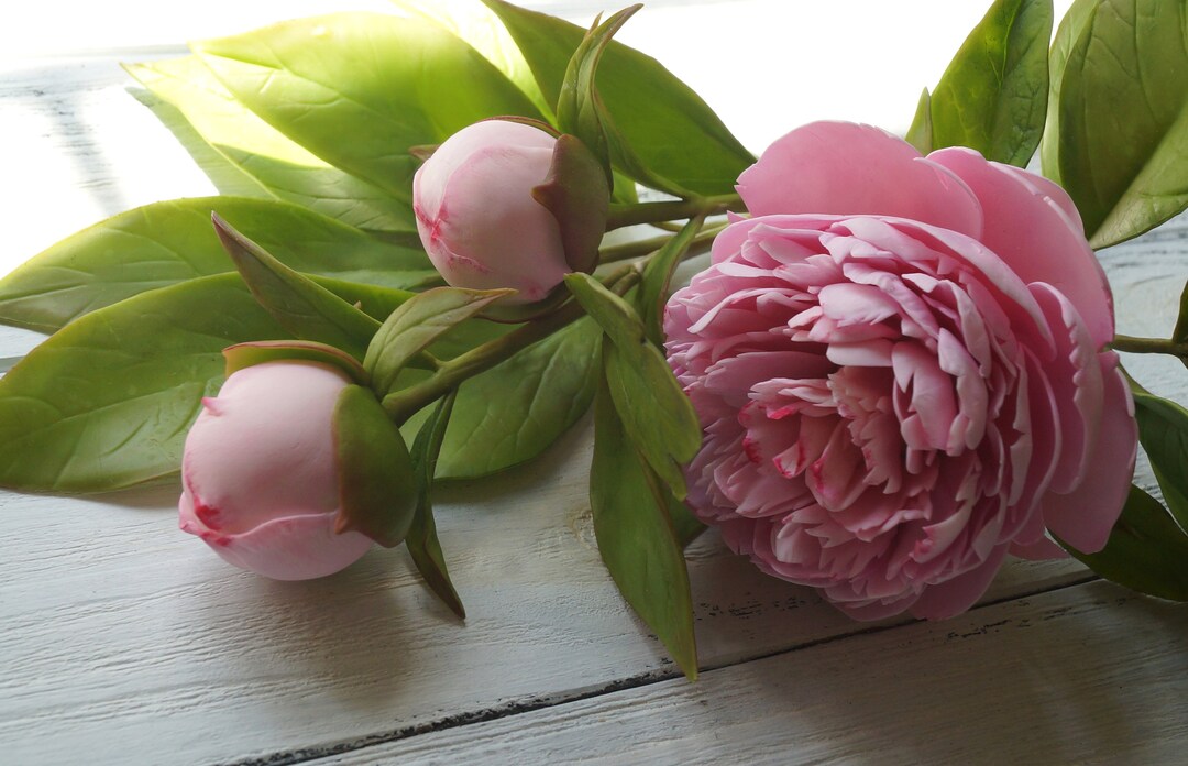 Realistic Peony Pink, Handmade Polymer Clay, Peony Pink Porcelain ...