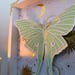 Handmade Sparkling Luna Moth - Framed - Shadow Box - Alternative ...