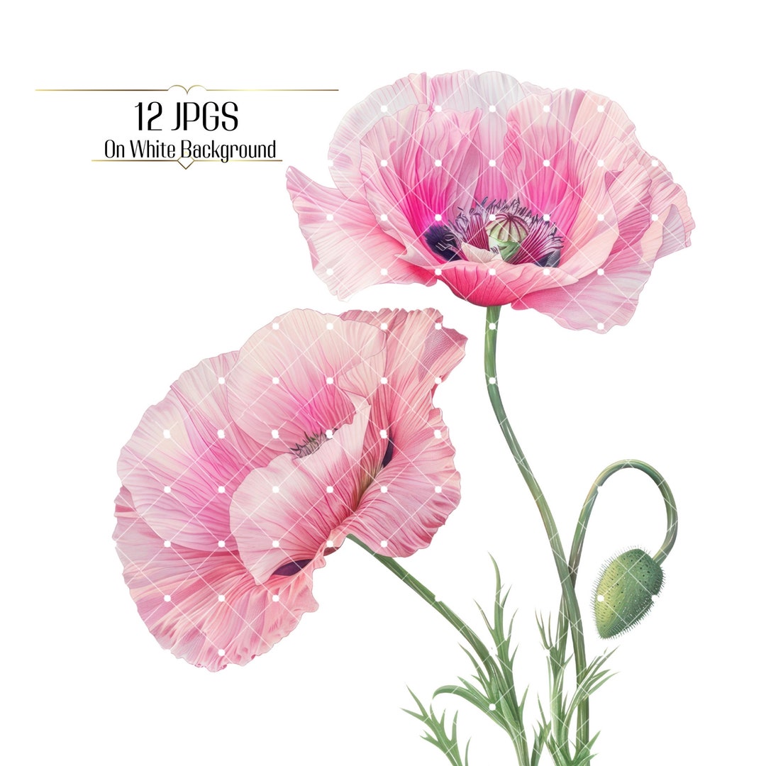 Pink Poppy Floral Clipart Set - 12 High-resolution Jpgs, 4096x4096 Px ...