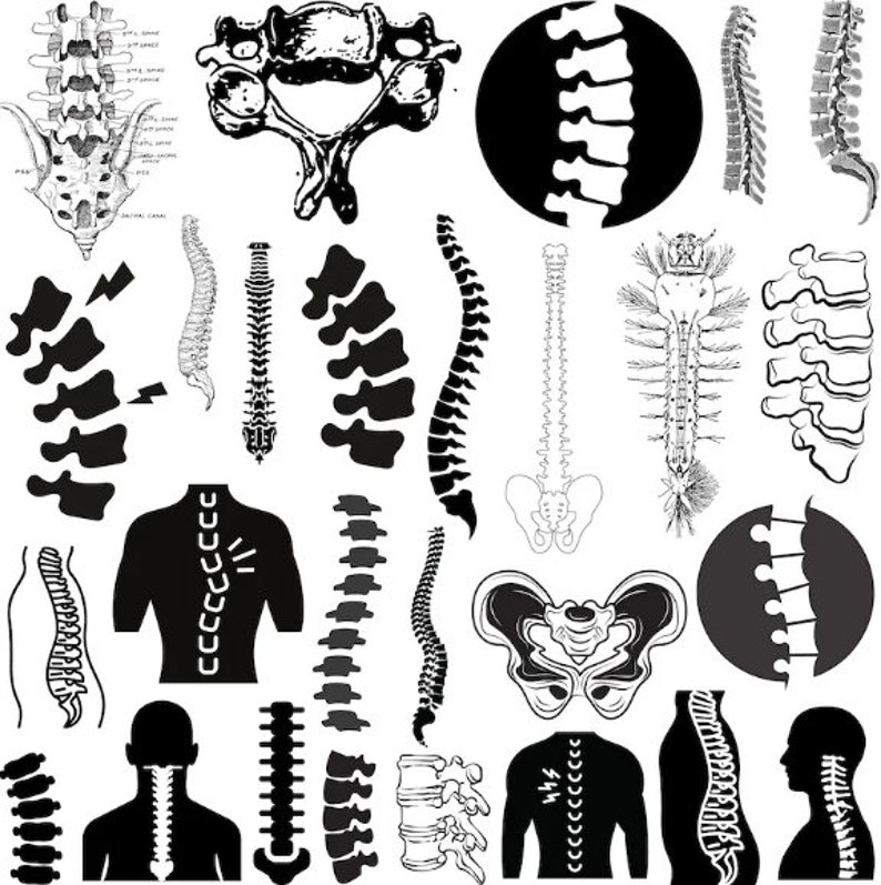 Spine SVG Bundle, Anatomy Spine Svg, Human Spine Svg, Physiotherapy Svg ...