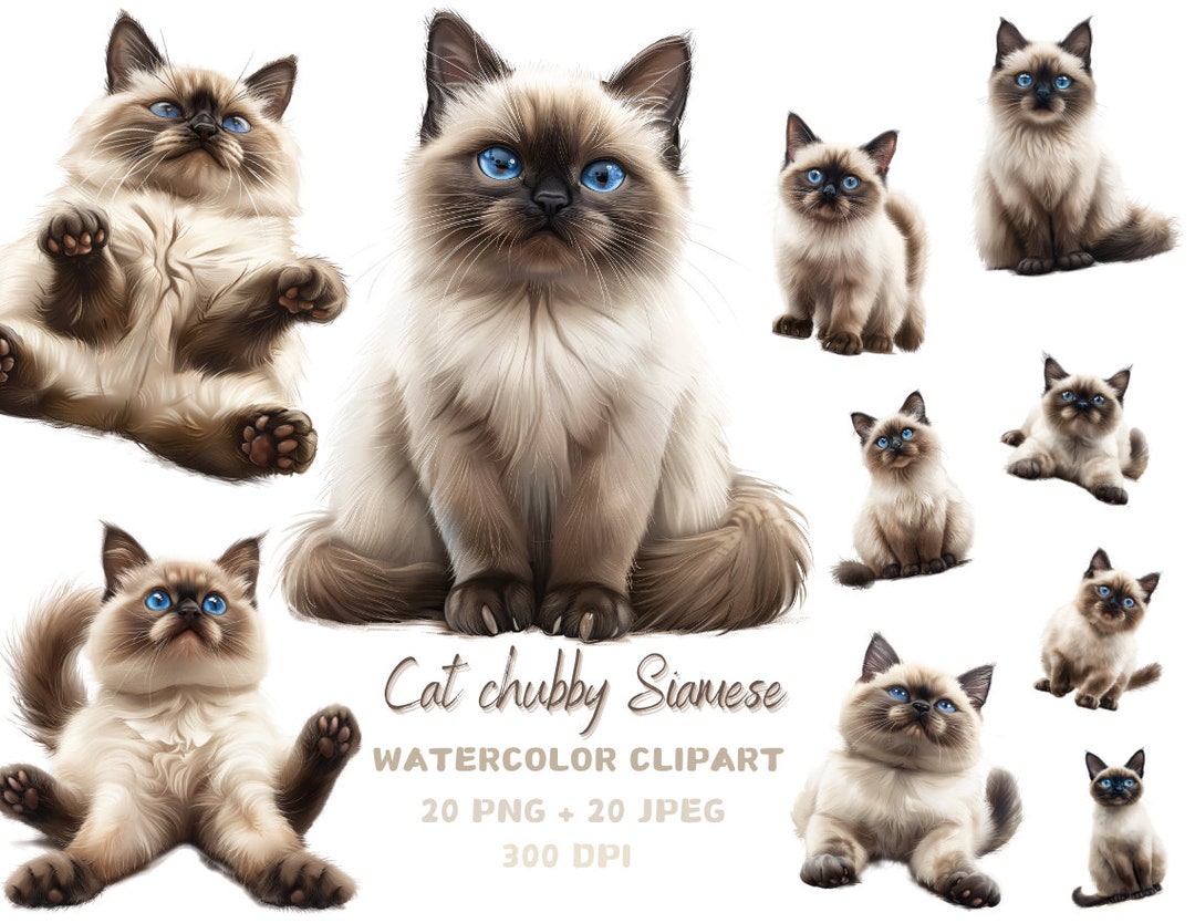 Watercolor Chubby Siamese Cat Clipart, Instant Download, Animals, Cute ...