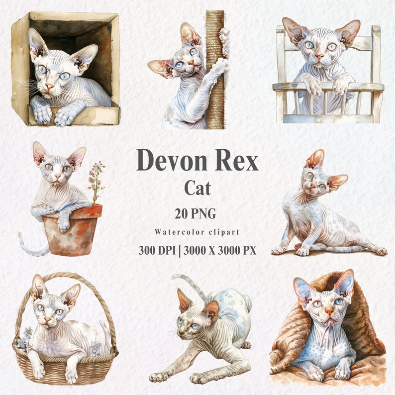 Devon Rex Cat Clipart Bundle PNG, Watercolor Cat Clipart, Cat Lover ...