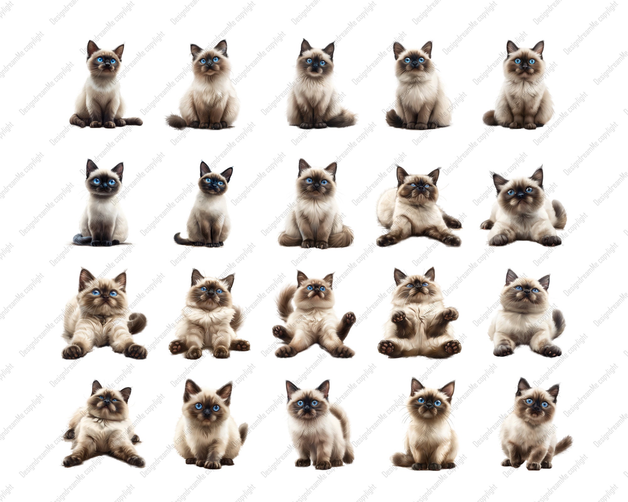 Watercolor Chubby Siamese Cat Clipart, Instant Download, Animals, Cute ...
