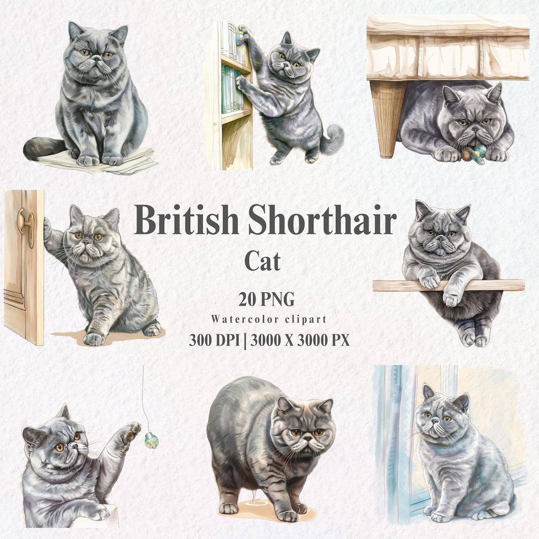 Watercolor British Shorthair Cat Clipart: Pet-themed PNG (digital ...