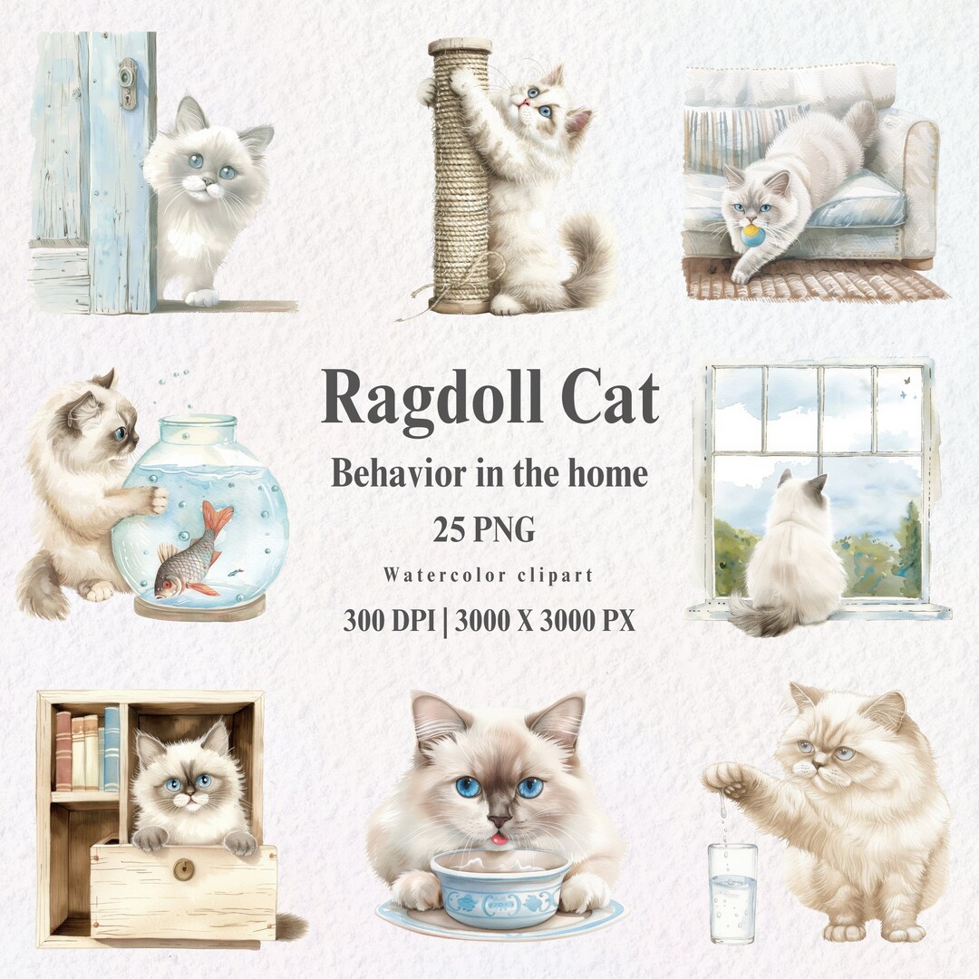 Ragdoll Cat Clipart Bundle PNG, Ragdoll Kitten Clipart, Cat Clipart ...