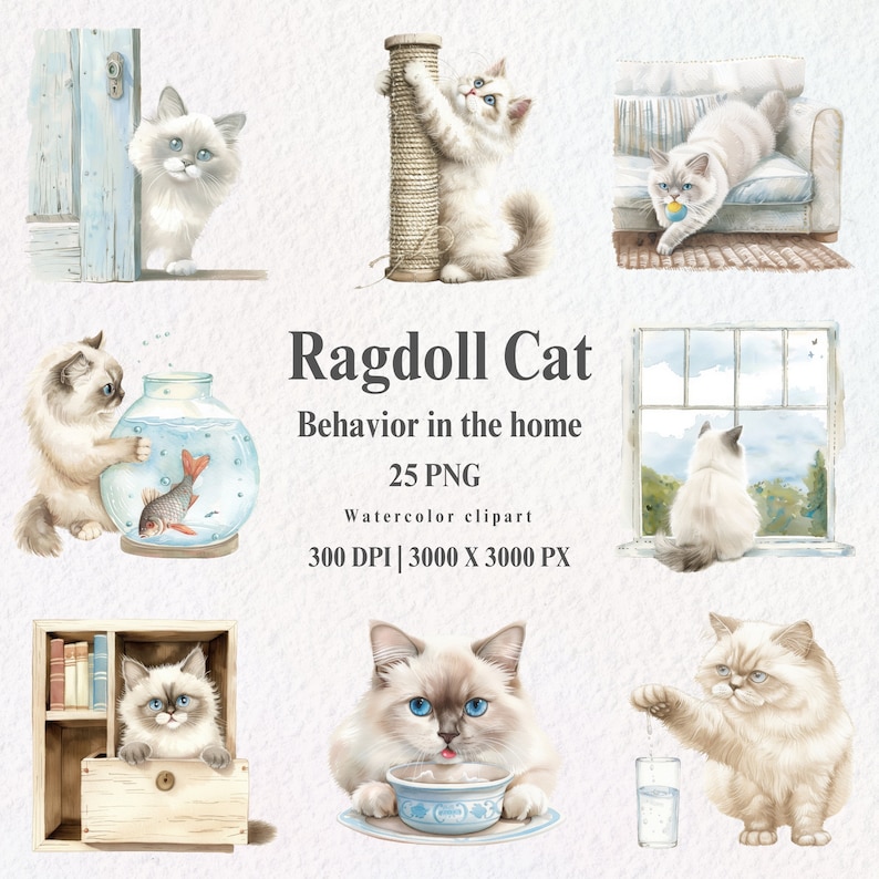 Ragdoll Cat Clipart Bundle: Watercolor Kitten PNG (3000x3000 Px) - Etsy