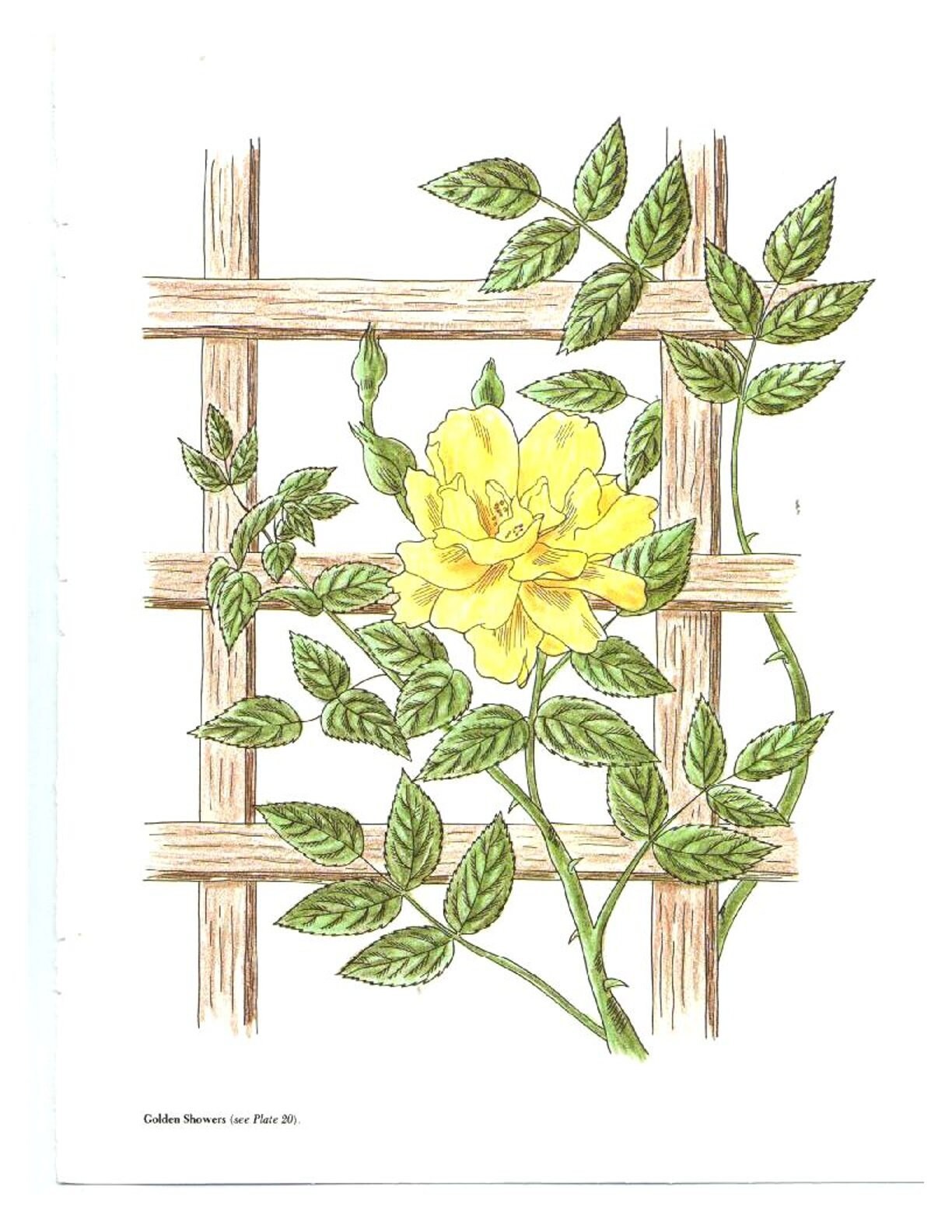 Vintage Coloring Book, Favorite Roses, Dover Nature Coloring Book, Pdf ...