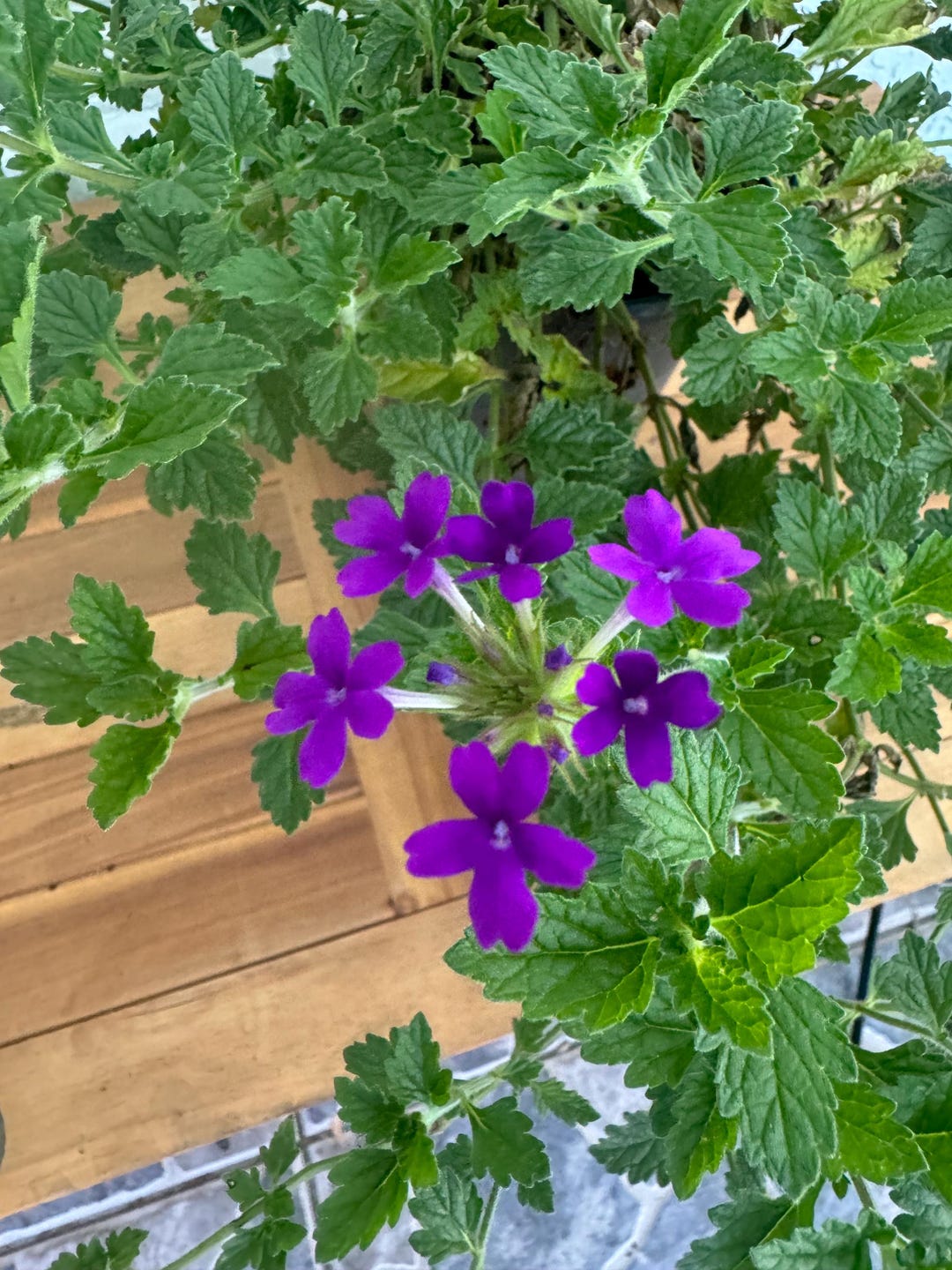 Verbena Flowering Ground Cover Purple Homestead Live Plant - Etsy