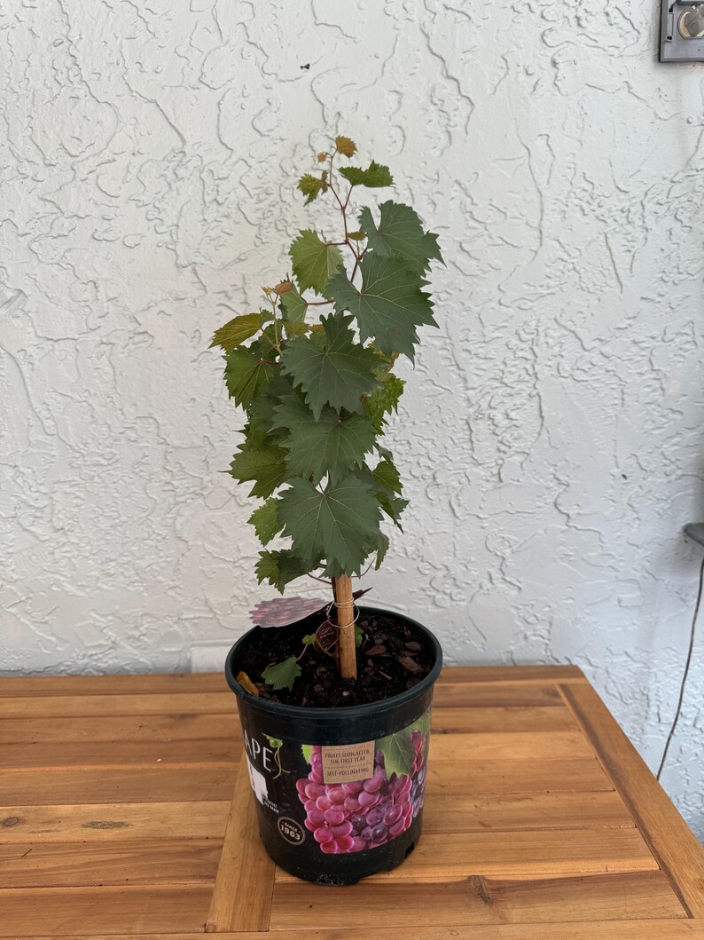 Grape Vine Live Plant 1 Gallon Pot - Etsy