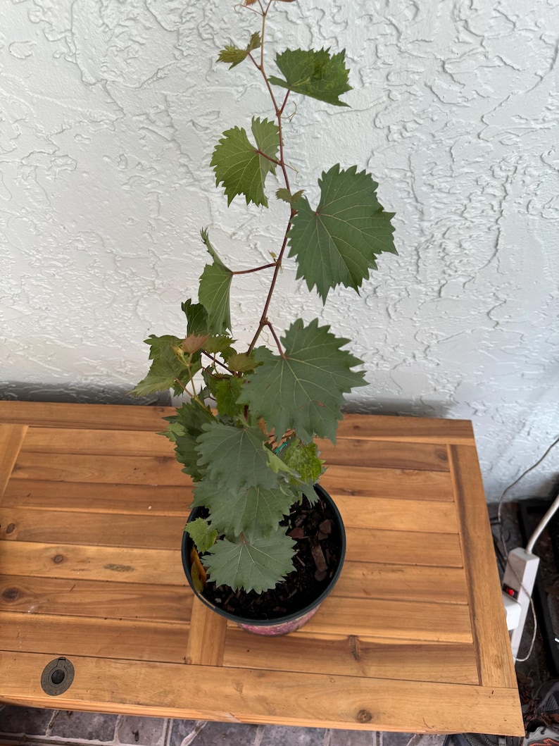 Grape Vine Live Plant 1 Gallon Pot - Etsy
