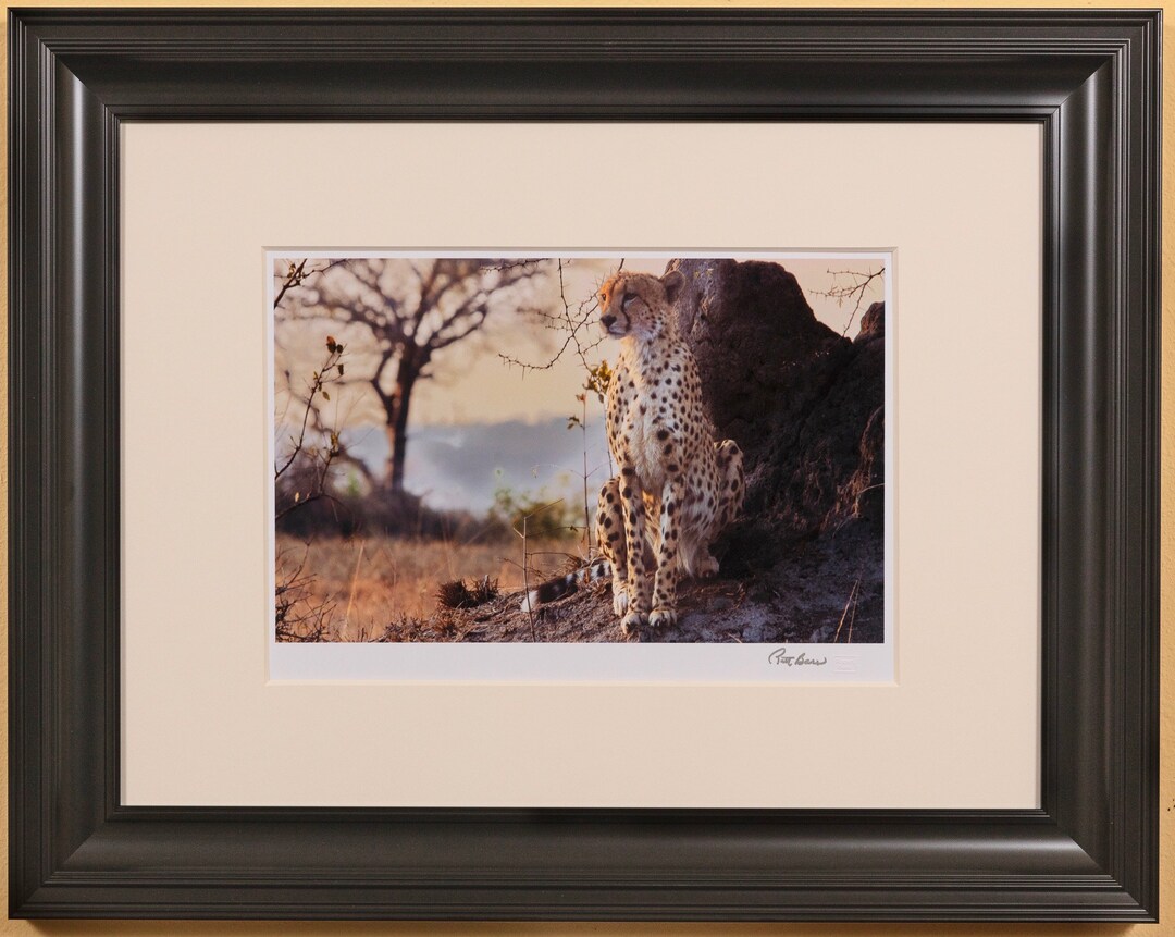 African Cheetah #1 Signed Fine Art Photograph, Print Only - Etsy