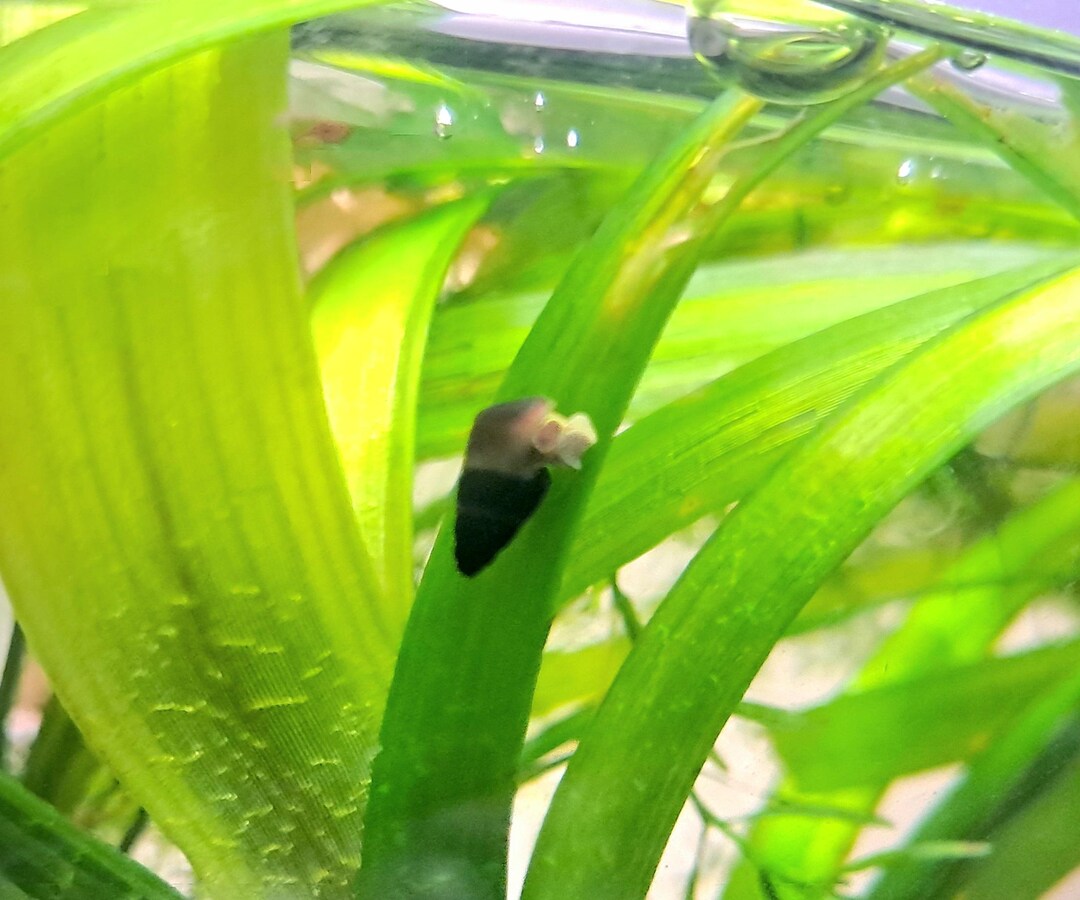 Assorted Baby Rabbit Snails+bonus Plant - Etsy