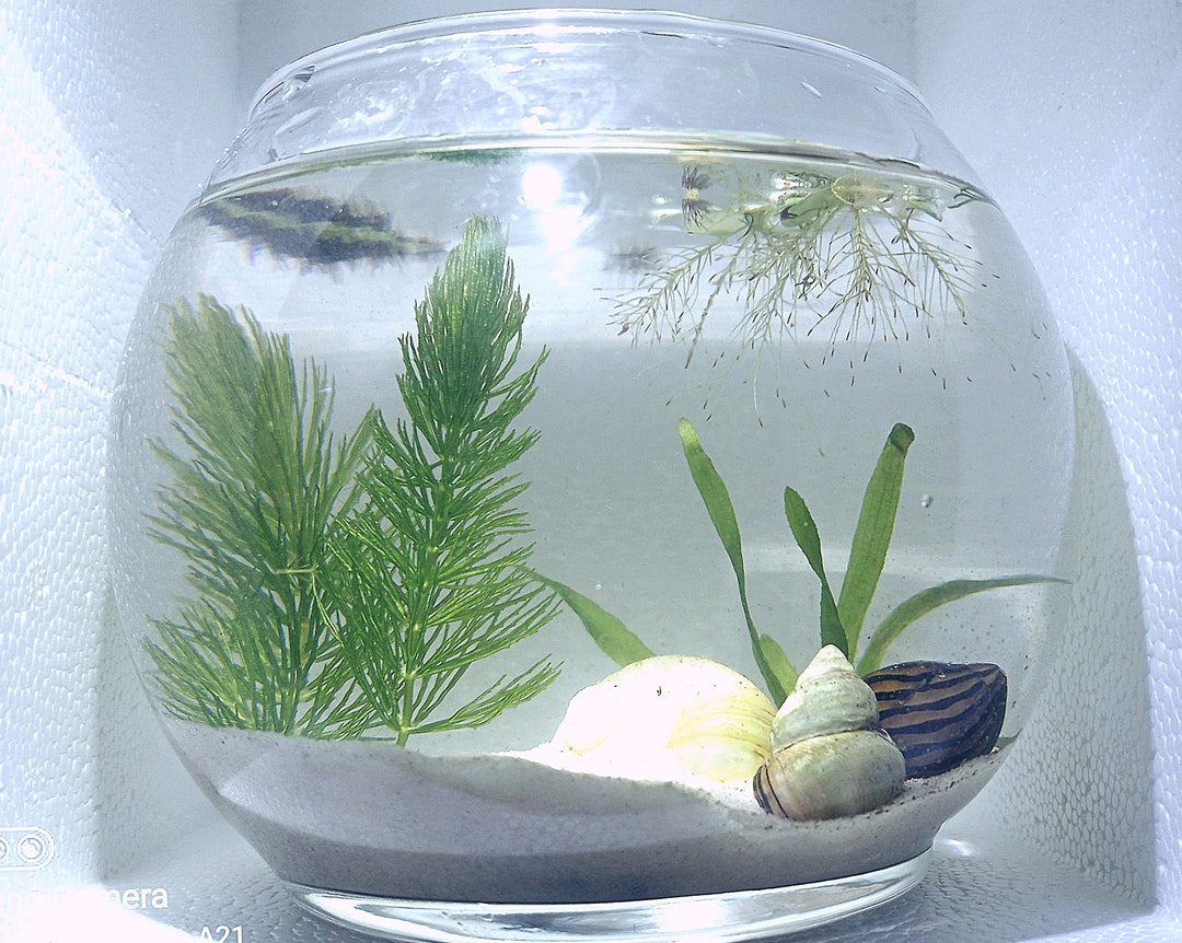 Custome Small Planted Shrimp/snail Ecospherelive Plants, 3LIVE Blue ...