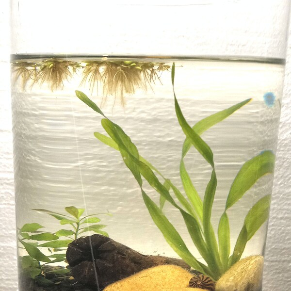 Terrarium Starter Kit - Etsy