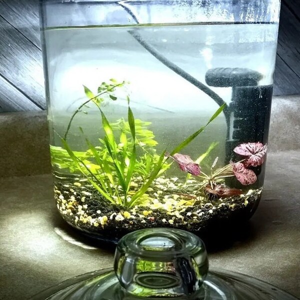Small Fish Tank - Etsy
