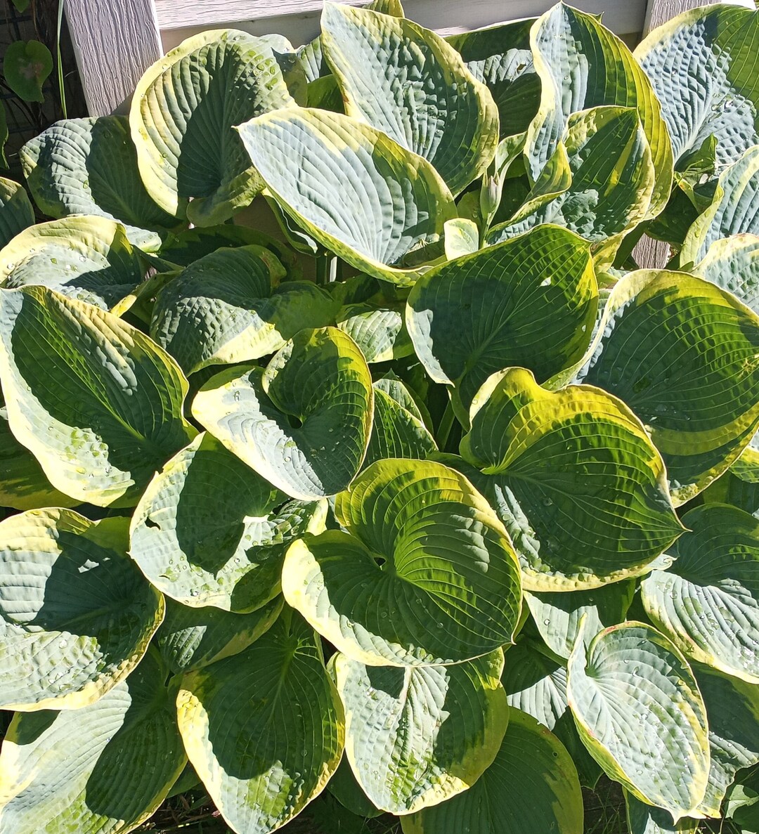 Hosta Variety Plant Pack 3, or 2 Hosta Plants Ready to Plant Plus Free ...