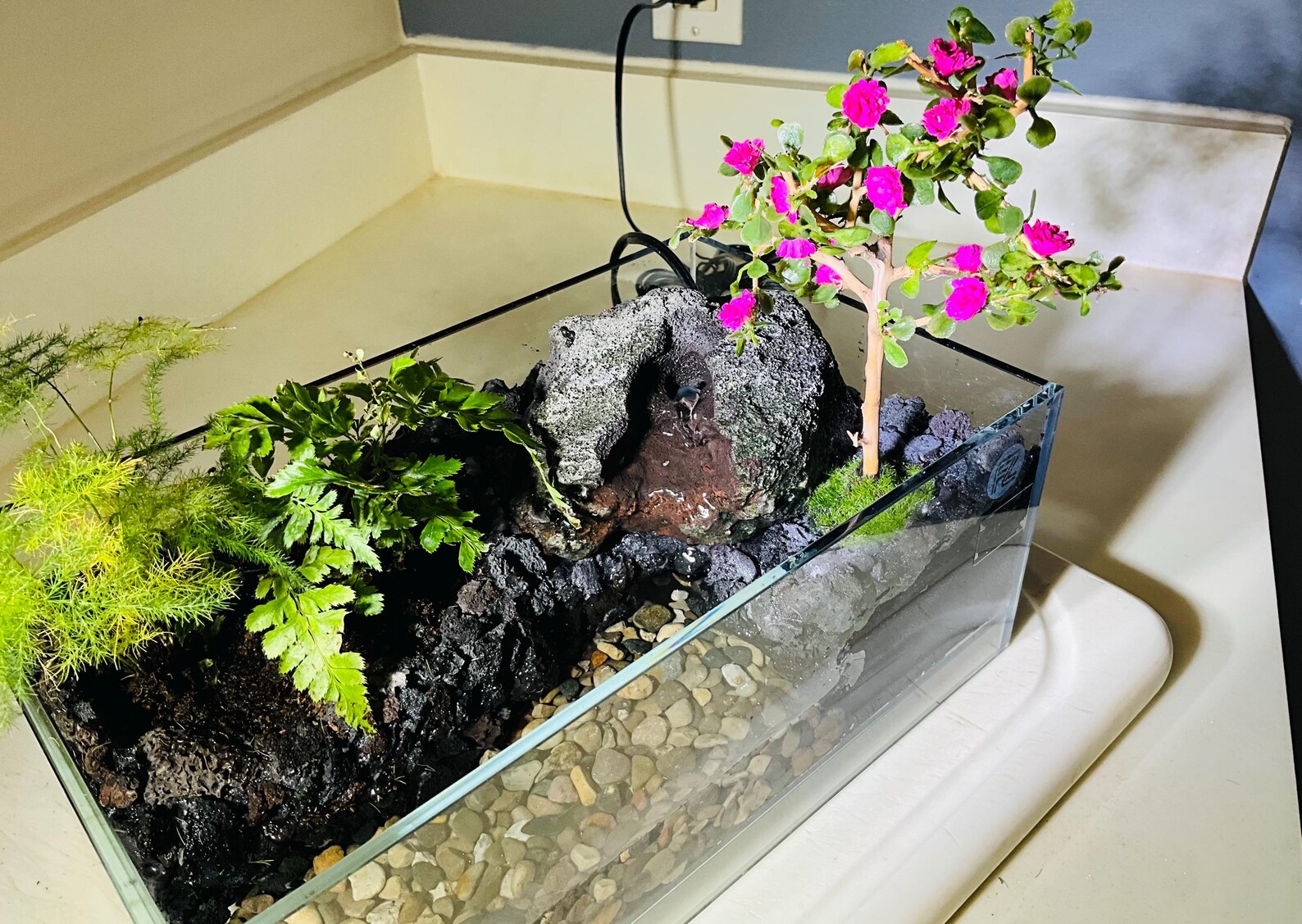Terrarium With Real Rock Fountain, Pond, and Live Plants - Etsy