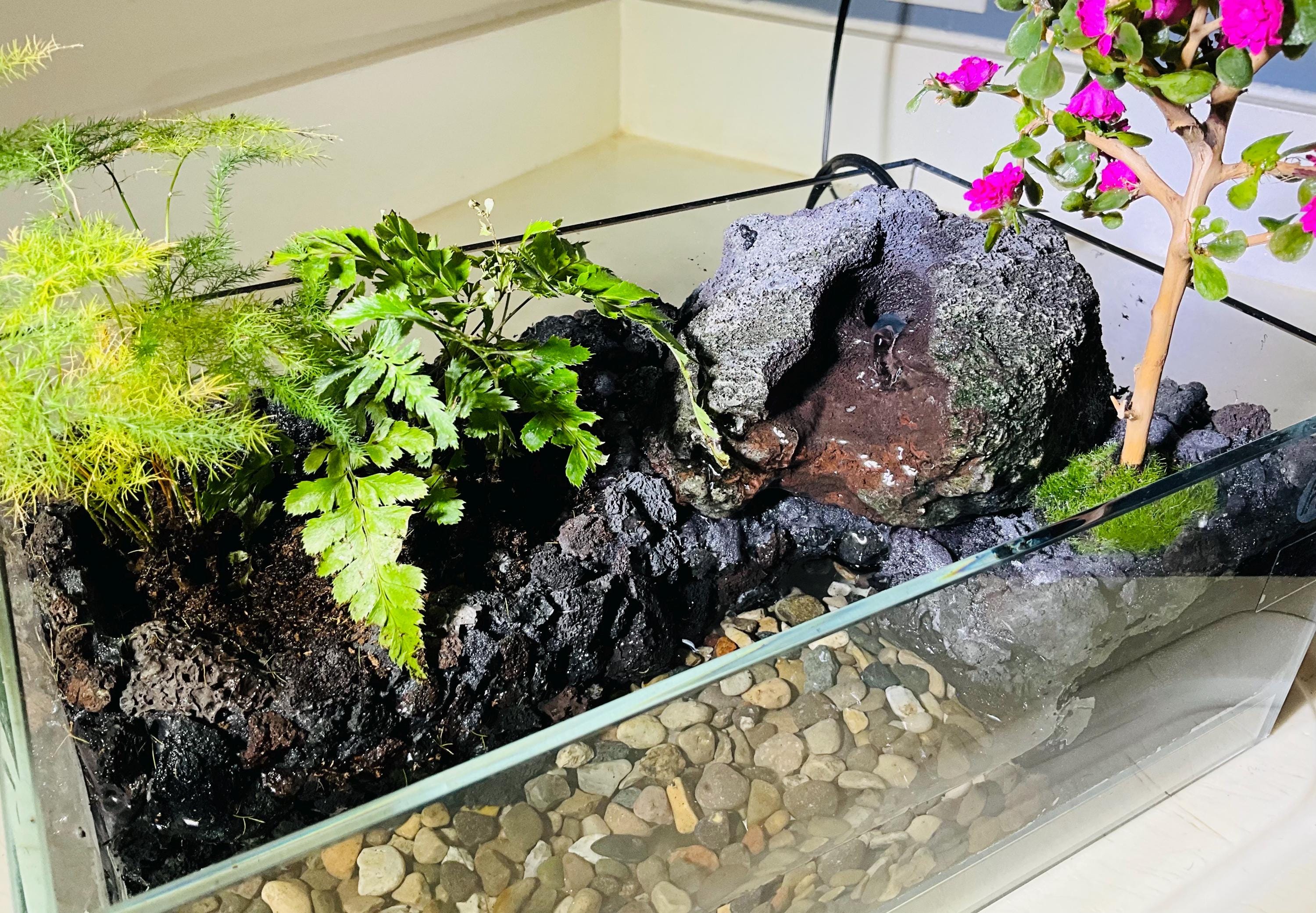 Terrarium With Real Rock Fountain, Pond, and Live Plants - Etsy