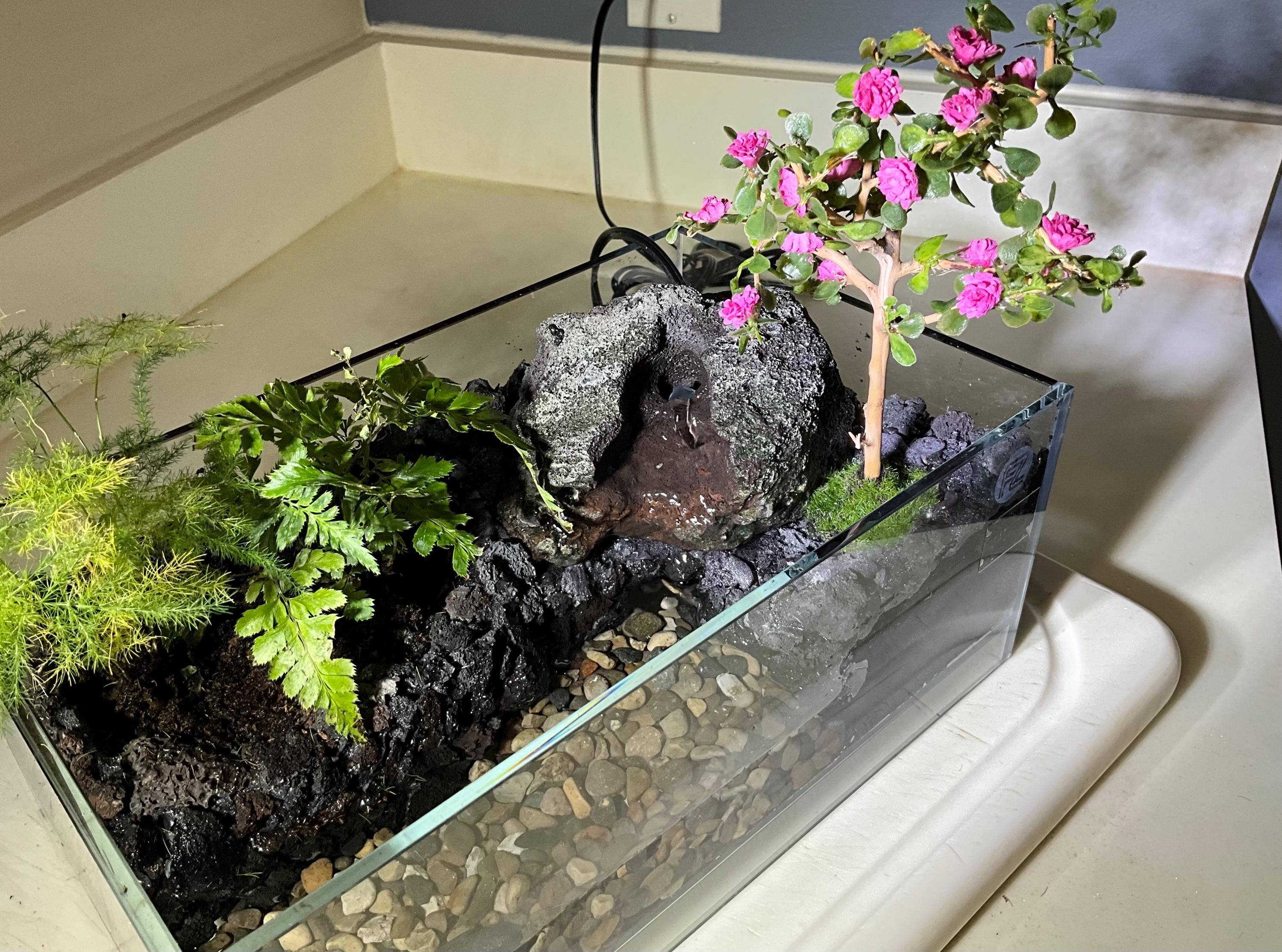 Terrarium With Real Rock Fountain, Pond, and Live Plants - Etsy