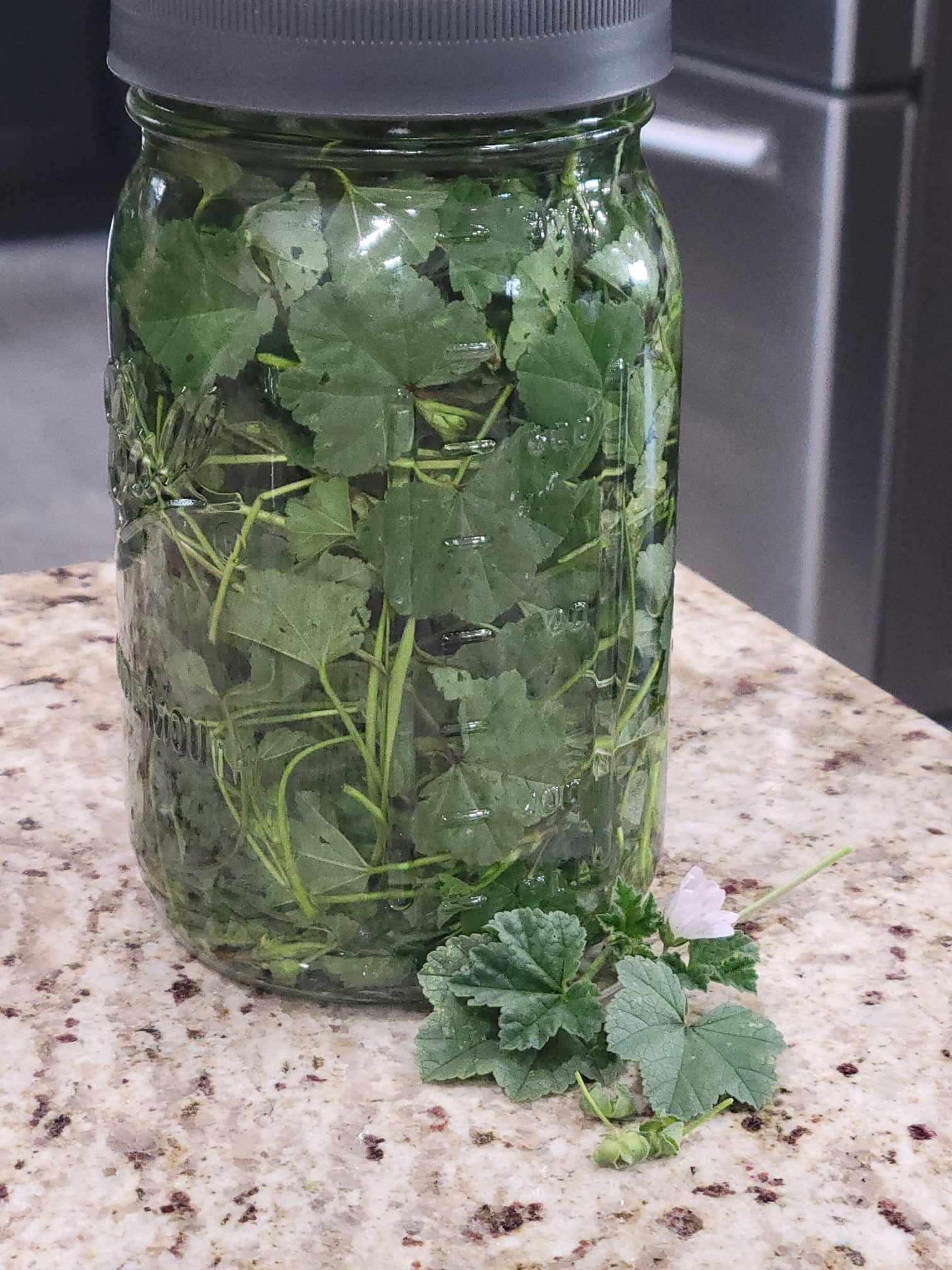 Common Mallow Medicinal Garden Seeds FREE SHIPPING Malva Neglecta USA ...