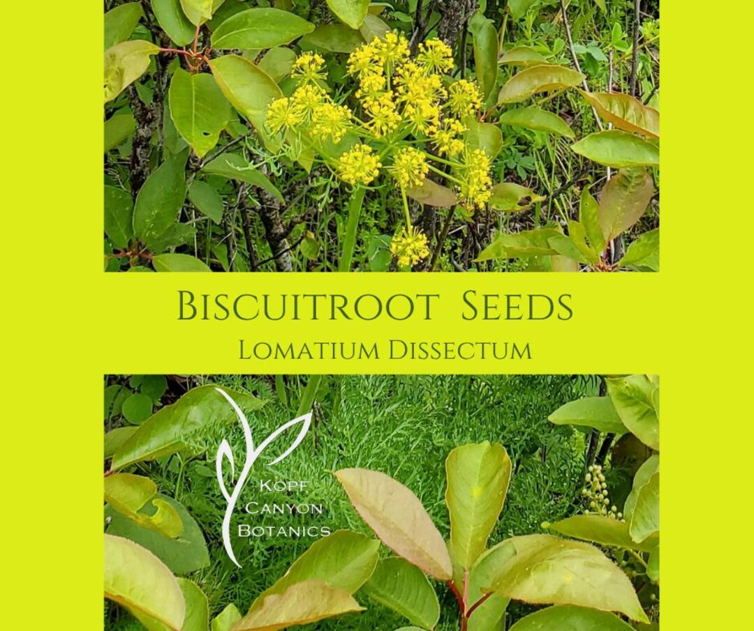 Fernleaf Biscuitroot Medicinal Garden Seeds FREE SHIPPING Lomatium ...