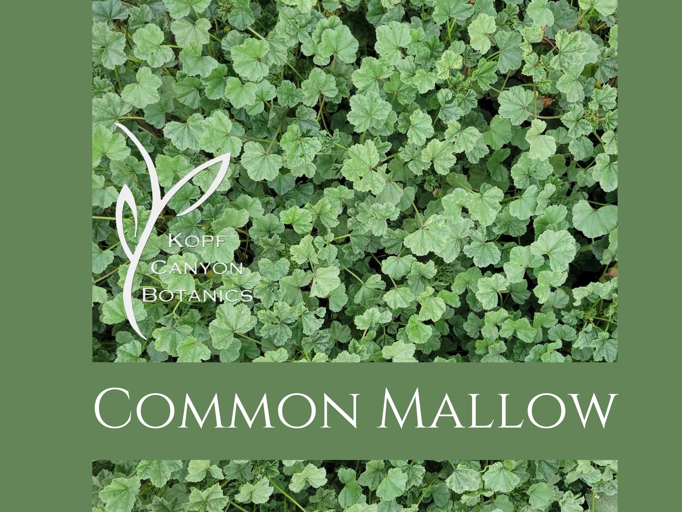 Common Mallow Medicinal Garden Seeds FREE SHIPPING Malva Neglecta USA ...