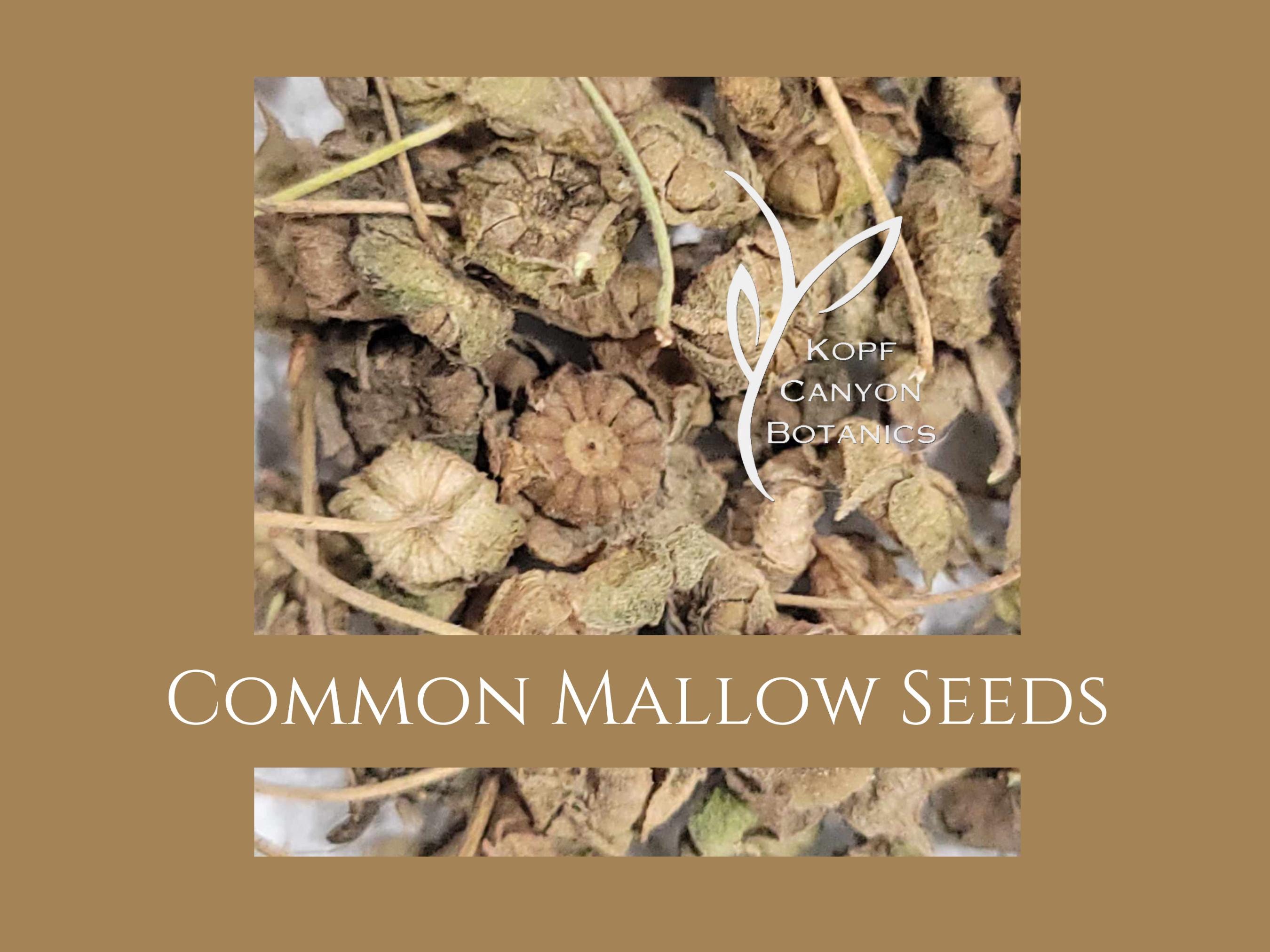 Common Mallow Medicinal Garden Seeds FREE SHIPPING Malva Neglecta USA ...