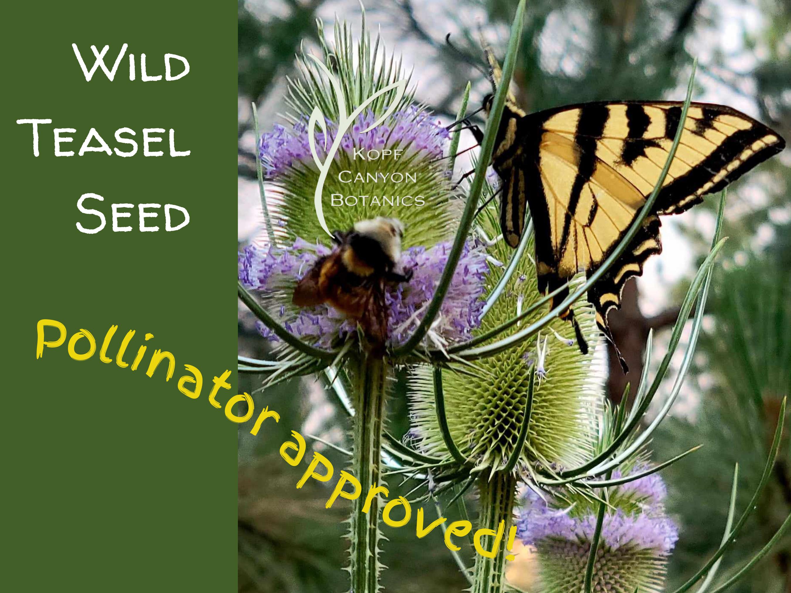 Wild Teasel Seeds Medicinal Garden Seeds Dipsacus Fullonum *FREE ...