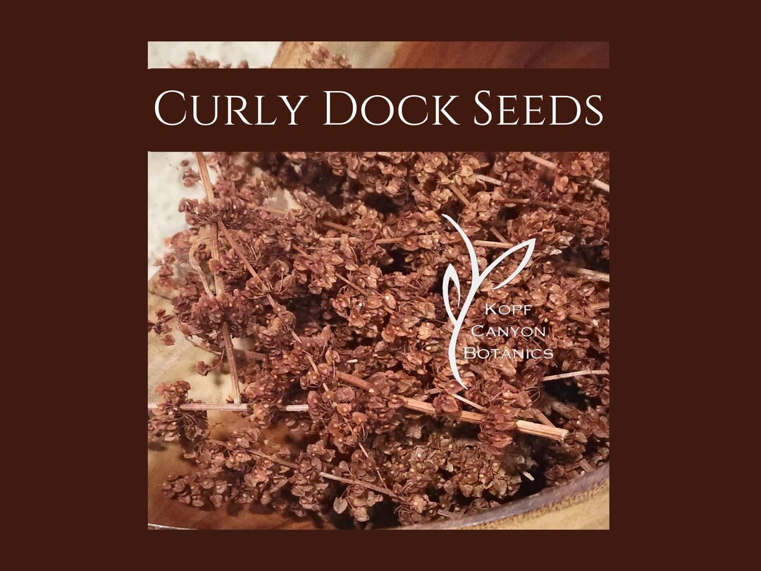 Curly Yellow Dock Medicinal Garden Seeds FREE SHIPPING Rumex Crispus ...