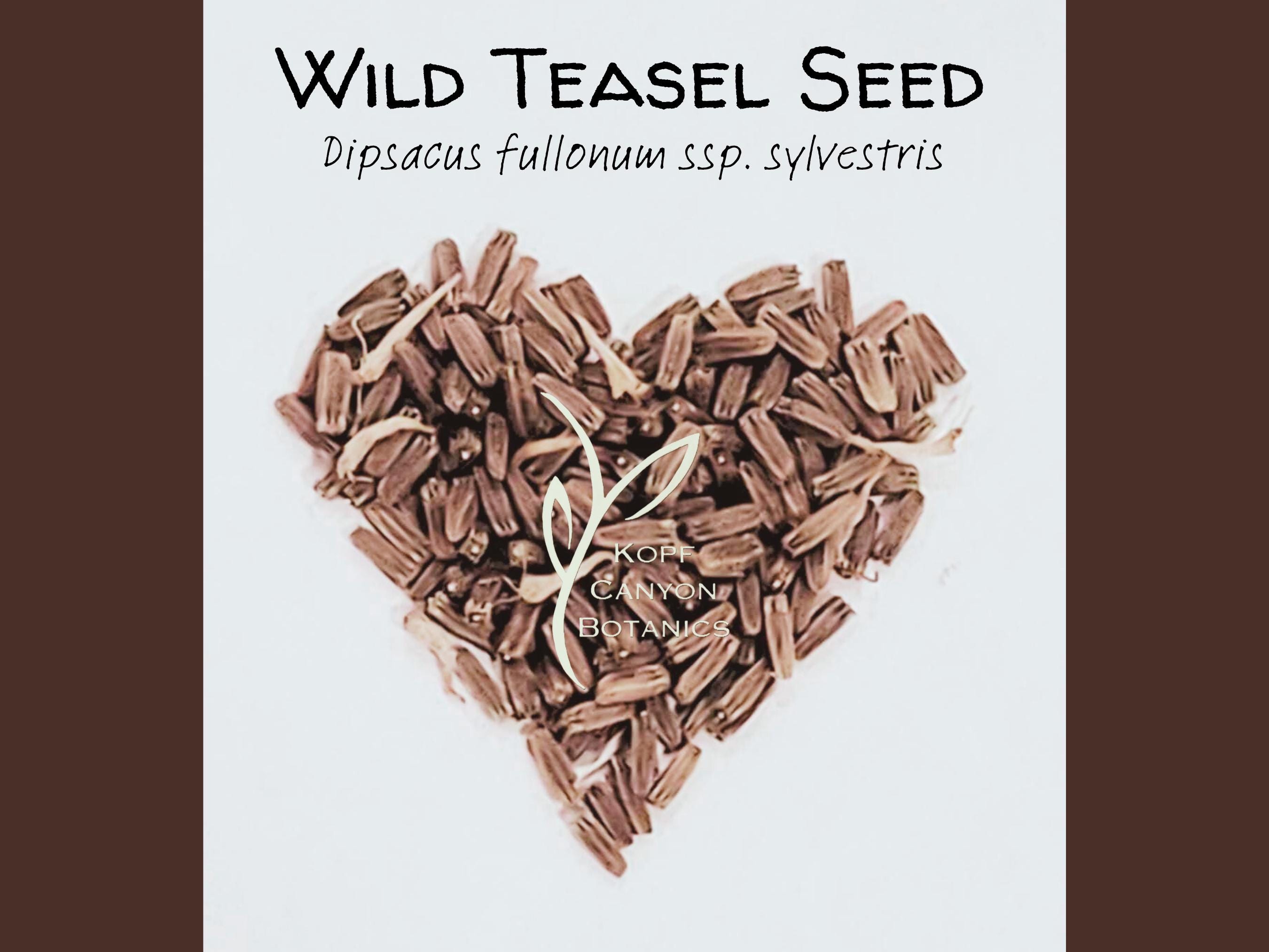 Wild Teasel Seeds Medicinal Garden Seeds Dipsacus Fullonum *FREE ...