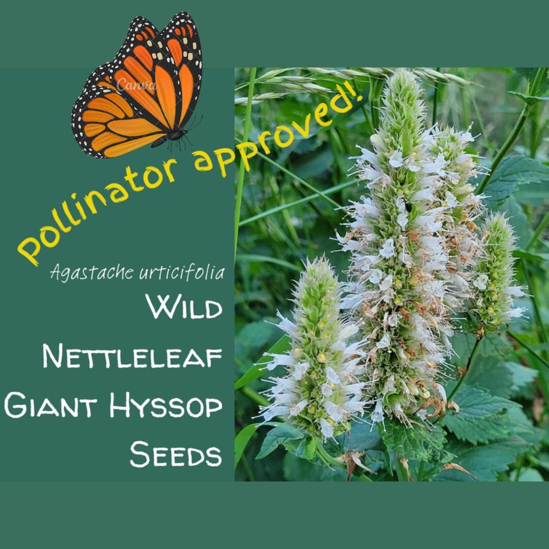 Wild Nettleleaf Giant Hyssop Seeds /horsemint/ Medicinal Garden Seeds ...