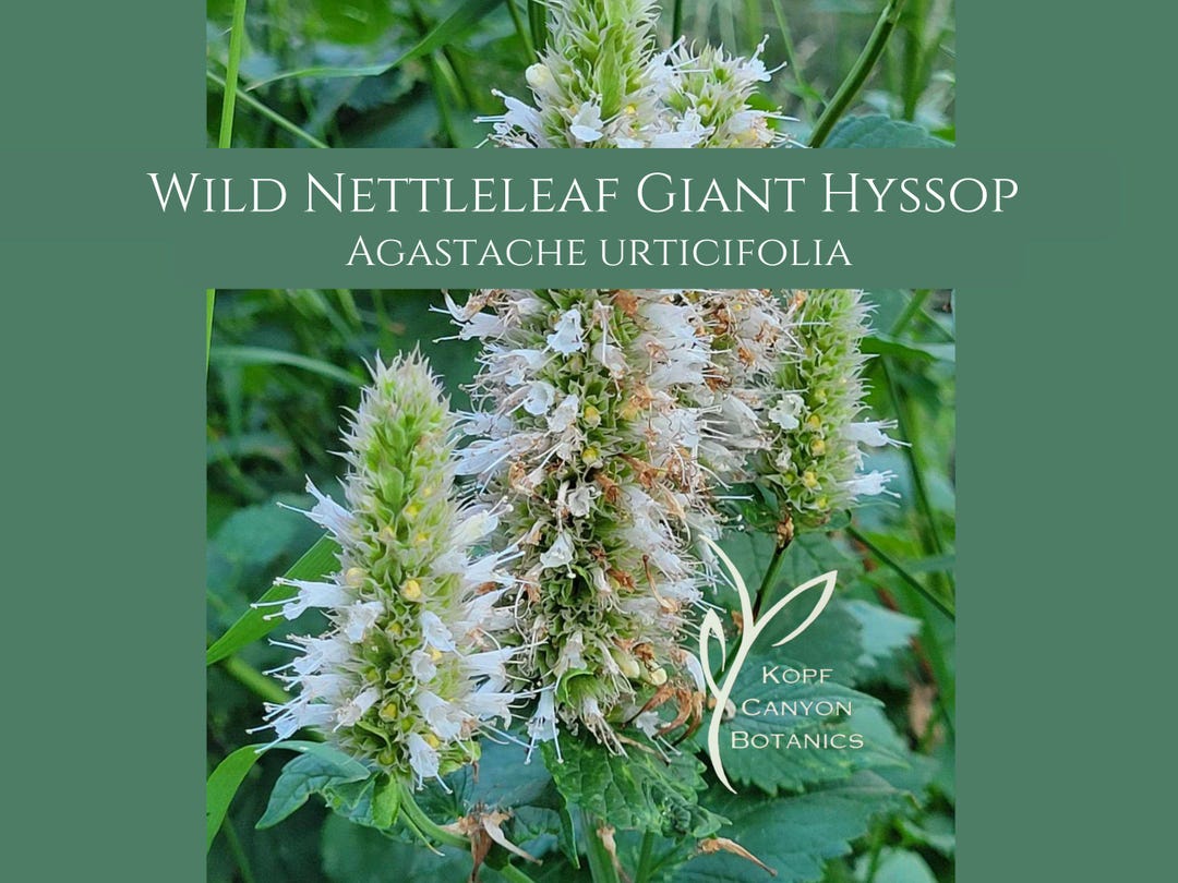 Premium Wild Nettleleaf Giant Hyssop - Agastache Urticifolia ...