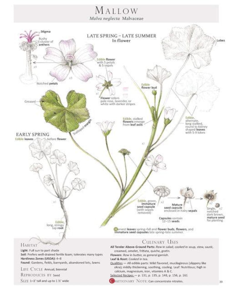 Common Mallow Medicinal Garden Seeds FREE SHIPPING Malva Neglecta USA ...