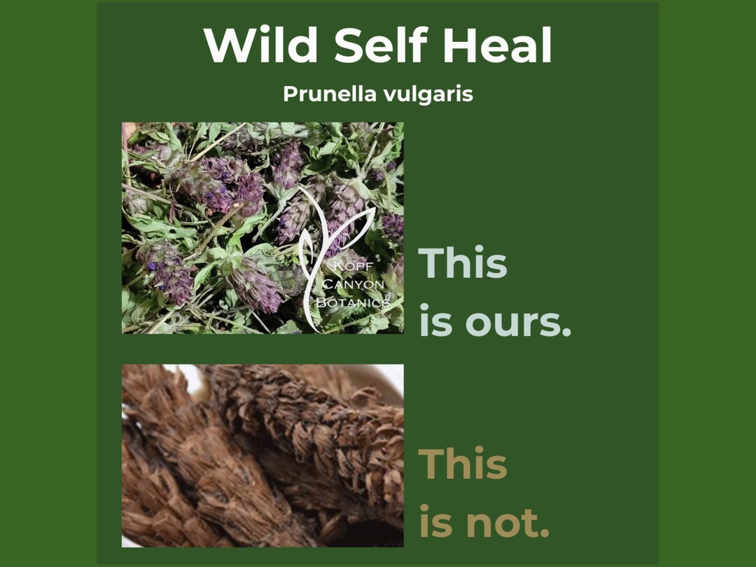 Wild Self Heal, Heal All, Heart-of-the-earth, Prunella Vulgaris, for ...