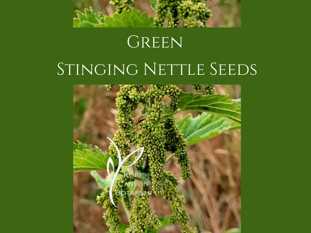 Dried Stinging Nettle Seeds for Tea, Tincture, Culinary Use. Urtica ...