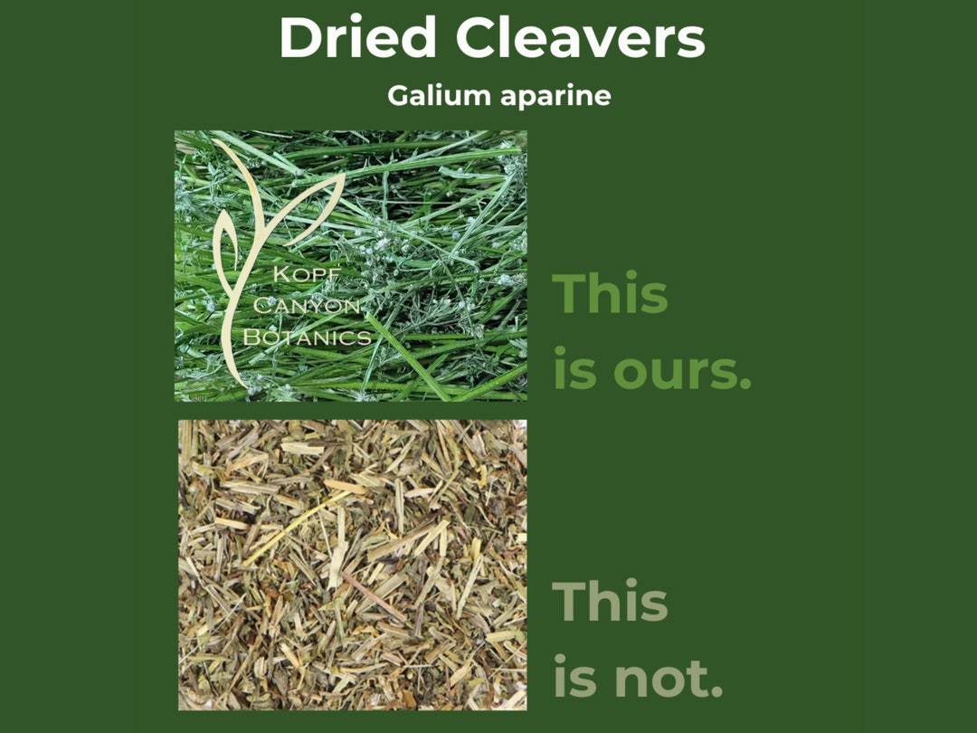 Dried Wild Cleavers for Tea, Tincture, Culinary Use. Galluim Aparine ...