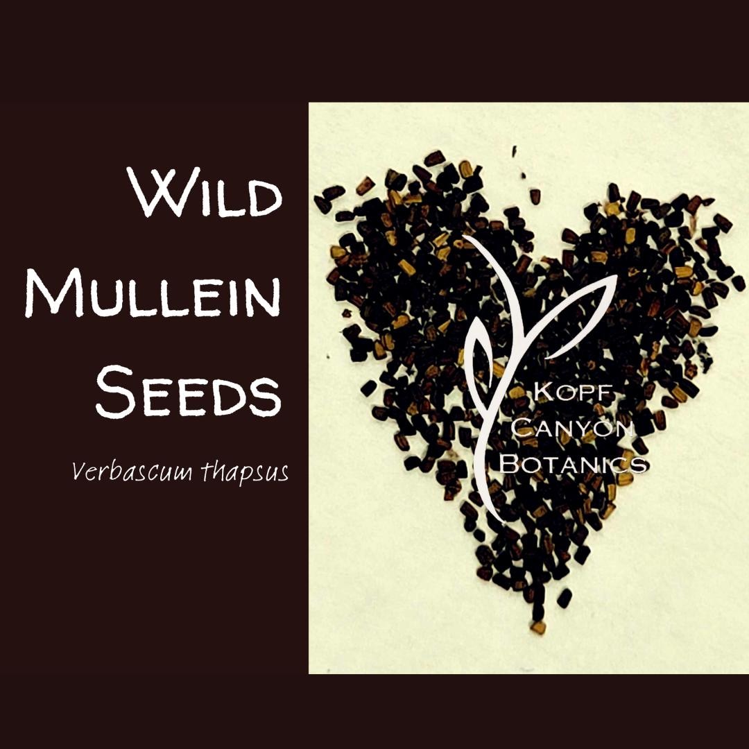 Wild Mullein Seeds Medicinal Garden Seeds Verbascum Thapsus 600+ Seeds ...