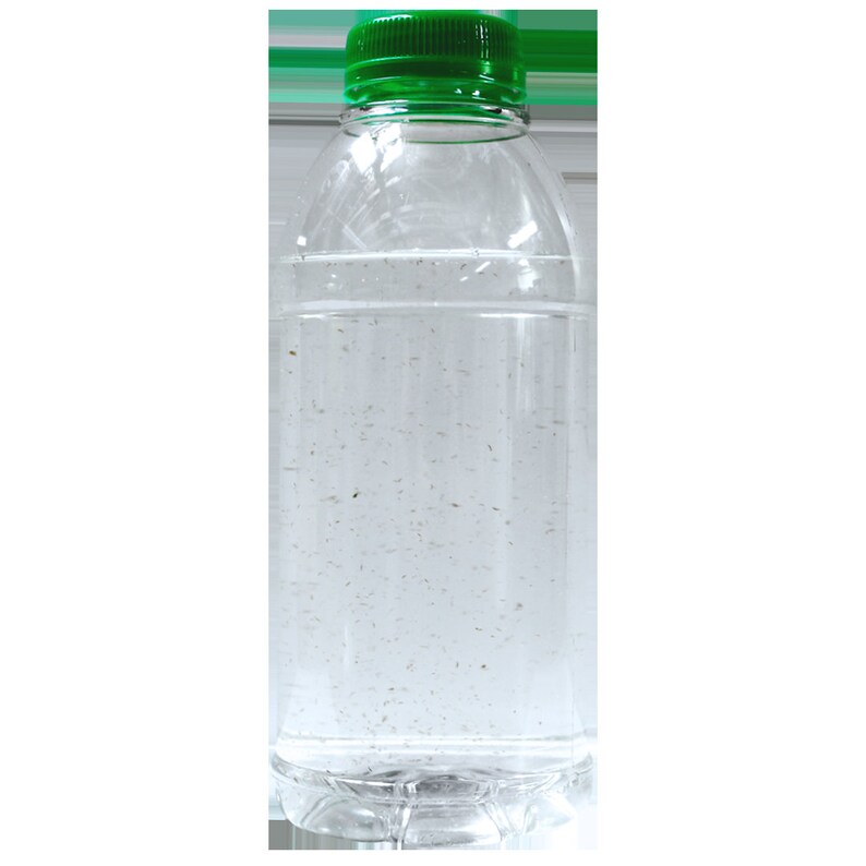 Moina 1 Jar 16oz Live Fish Food for Aquariums, Ponds, Lakes and Fish ...