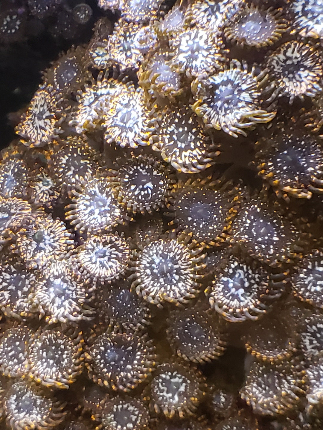 Utter Chaos Zoanthid Coral Reef Aquarium - Etsy