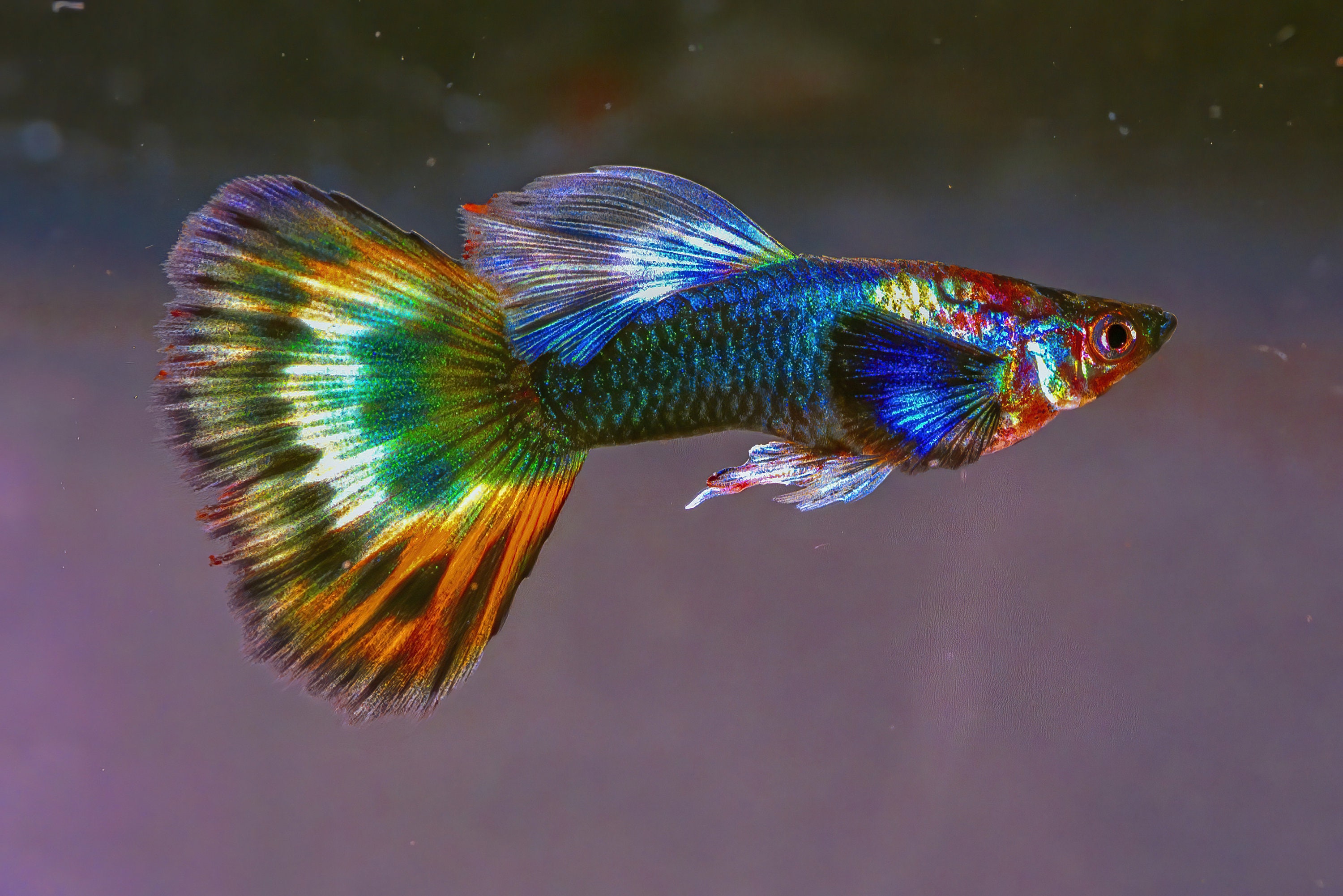 Moina 1 Jar 16oz Live Fish Food for Aquariums, Ponds, Lakes and Fish ...