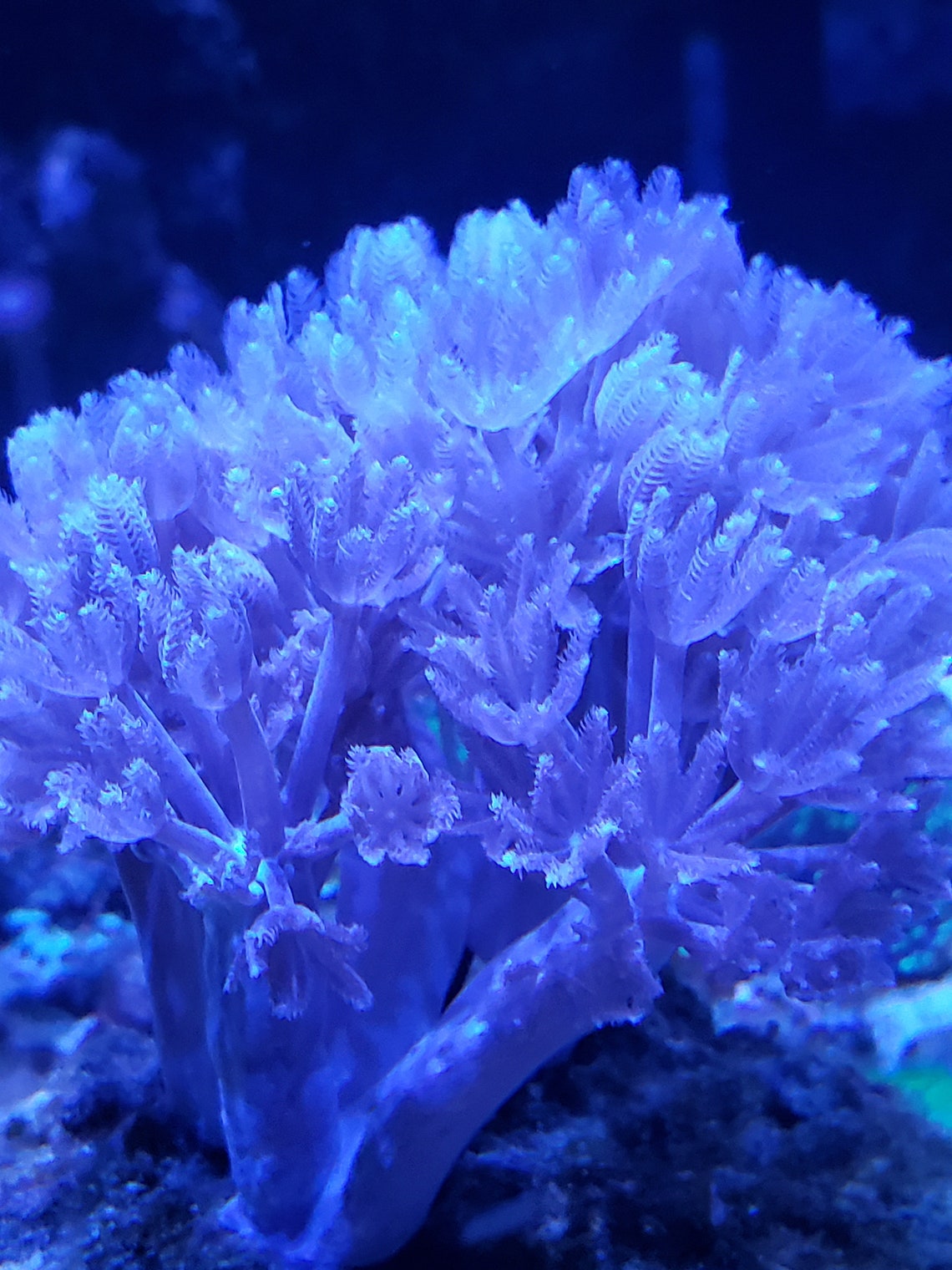 Pom Pom Xenia Coral Reef Aquarium Etsy