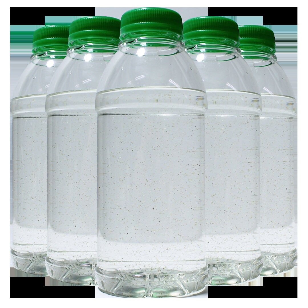 Freshwater Moina & Copepods - 5 Jars - 80oz - Live Fish Food for ...