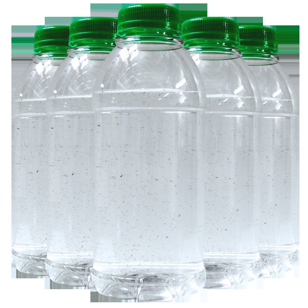 Moina 5 Jars 80oz Live Fish Food for Aquarium, Ponds, Lakes and Fish ...