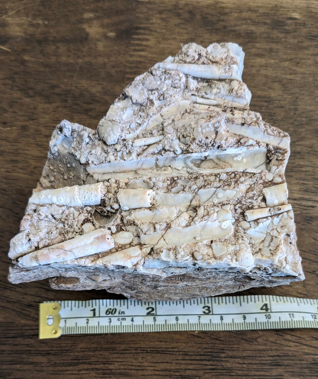 Shelly Limestone Cluster - Etsy