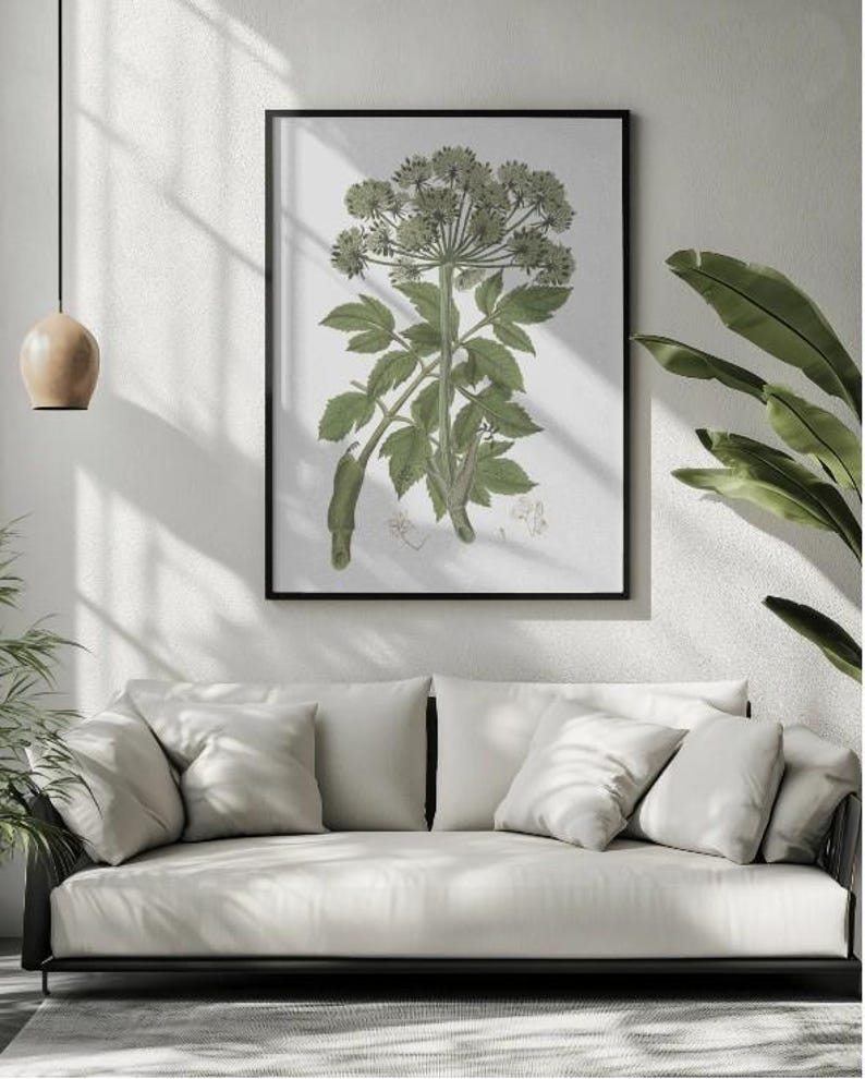 Garden Angelica Print Vintage Botanical|archangelica Herb Illustration ...