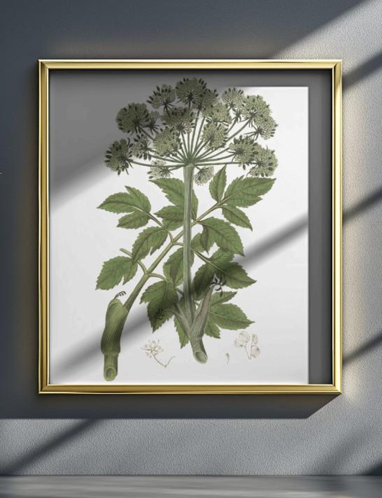Garden Angelica Print Vintage Botanical|archangelica Herb Illustration ...