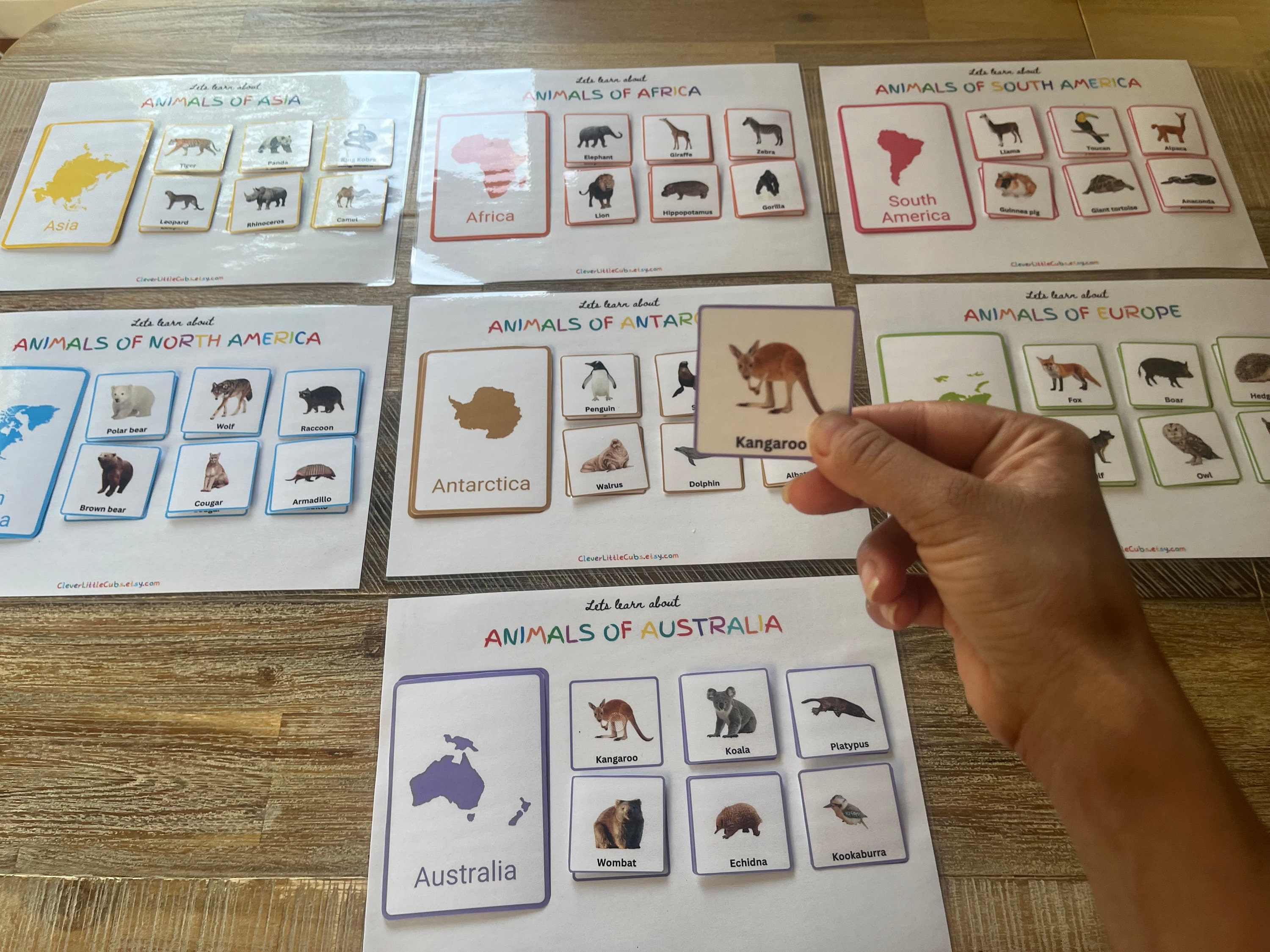 Animals Flash Cards Animals of the Continents Homeschool Material ...