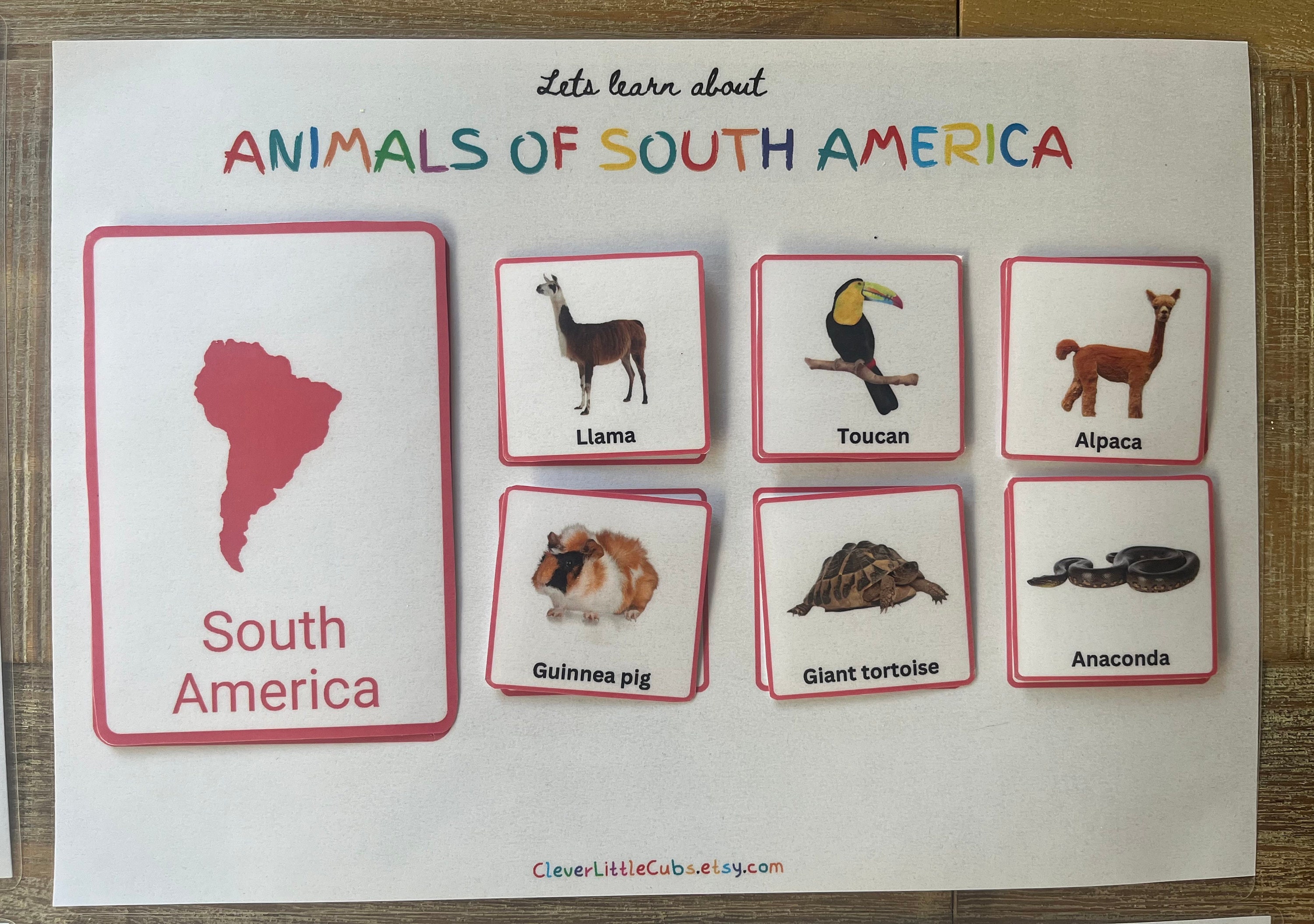 Animals Flash Cards Animals of the Continents Homeschool Material ...