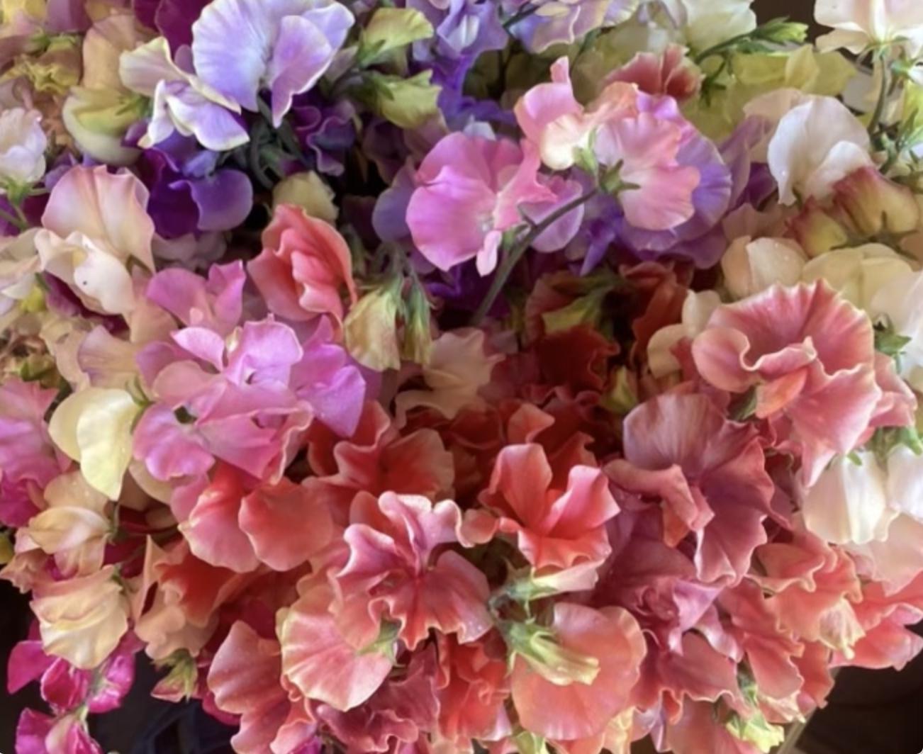 Sweet Pea Mix Variety - Etsy